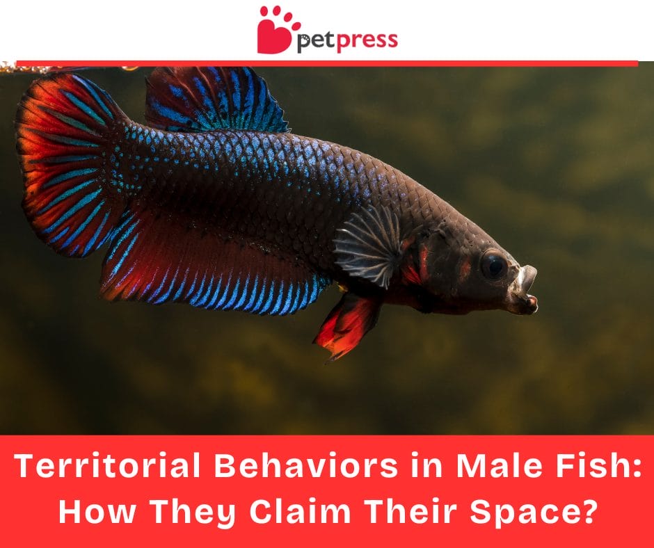 Territorial Behaviors in Male Fish: How They Claim Their Space? - PetPress