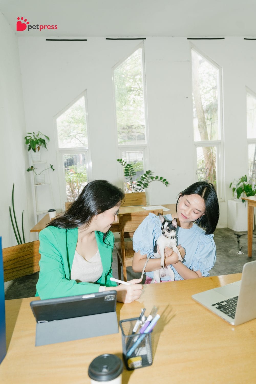 The Rise of Pet-Friendly Workplaces and How to Adapt - PetPress