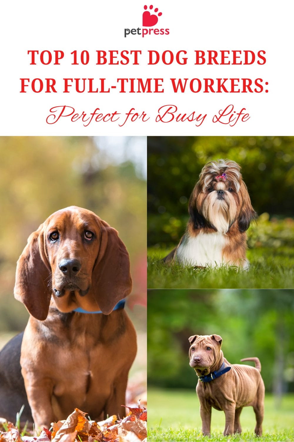 Top 10 Best Dog Breeds for Full-Time Workers with Busy Life