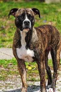 Understanding Dog Coats: Double Coated vs Single Coated Dog Breeds