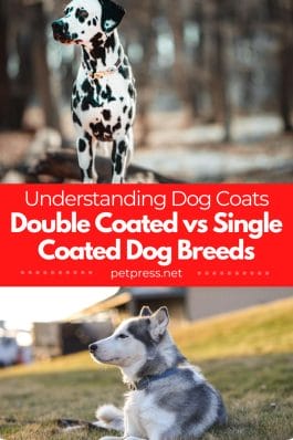 Understanding Dog Coats: Double Coated vs Single Coated Dog Breeds