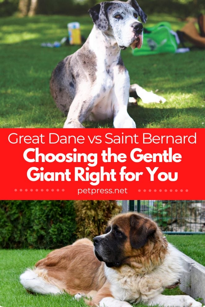 Great Dane vs. Saint Bernard: Choosing the Right Giant for You