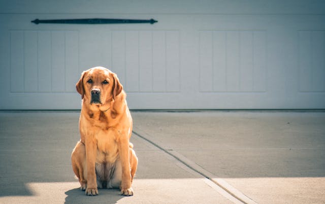 Labrador Retriever Personality Traits: Why Labs is Perfect Companions