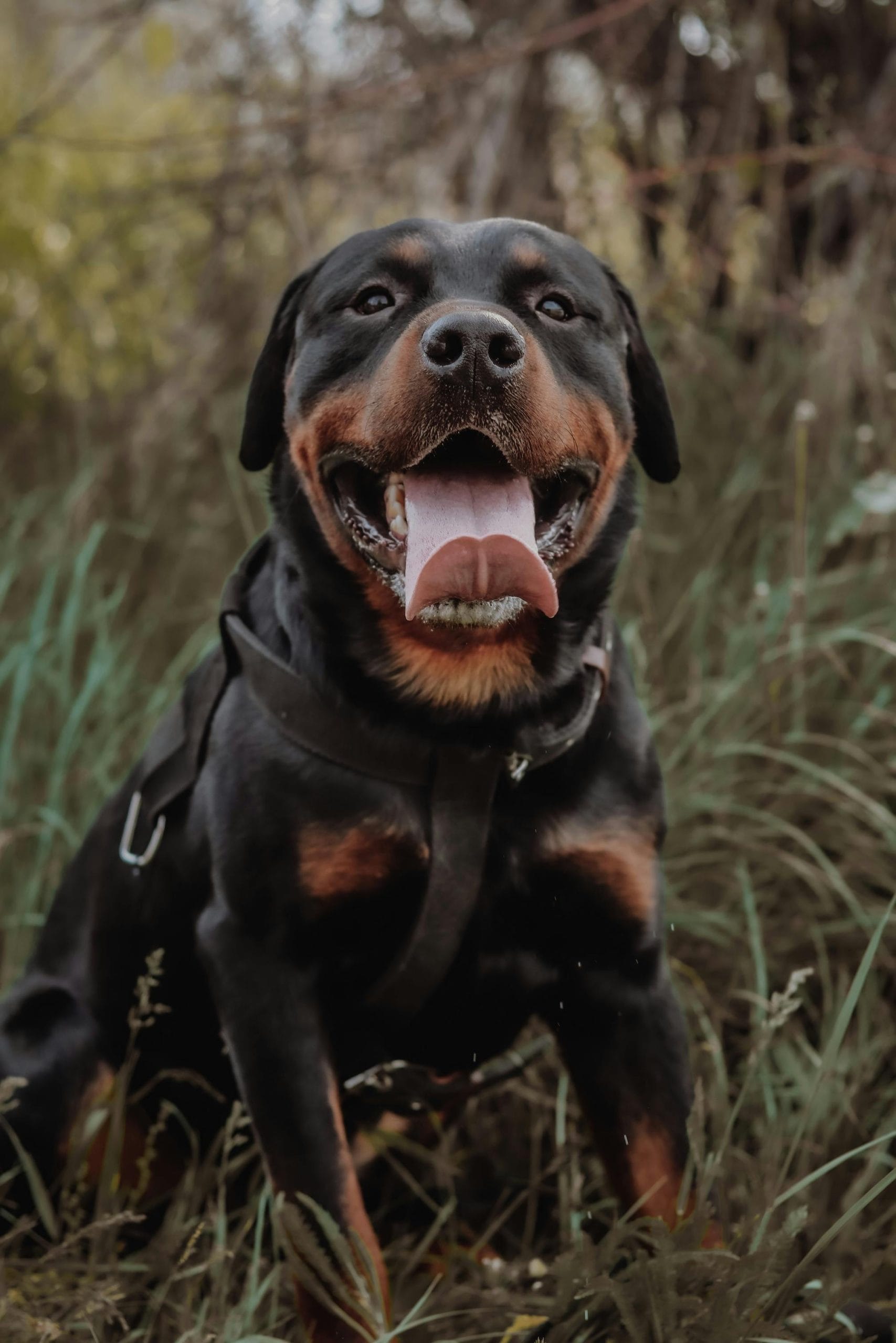 Doberman Pinscher vs Rottweiler: Which One Is Your Favourite? - PetPress