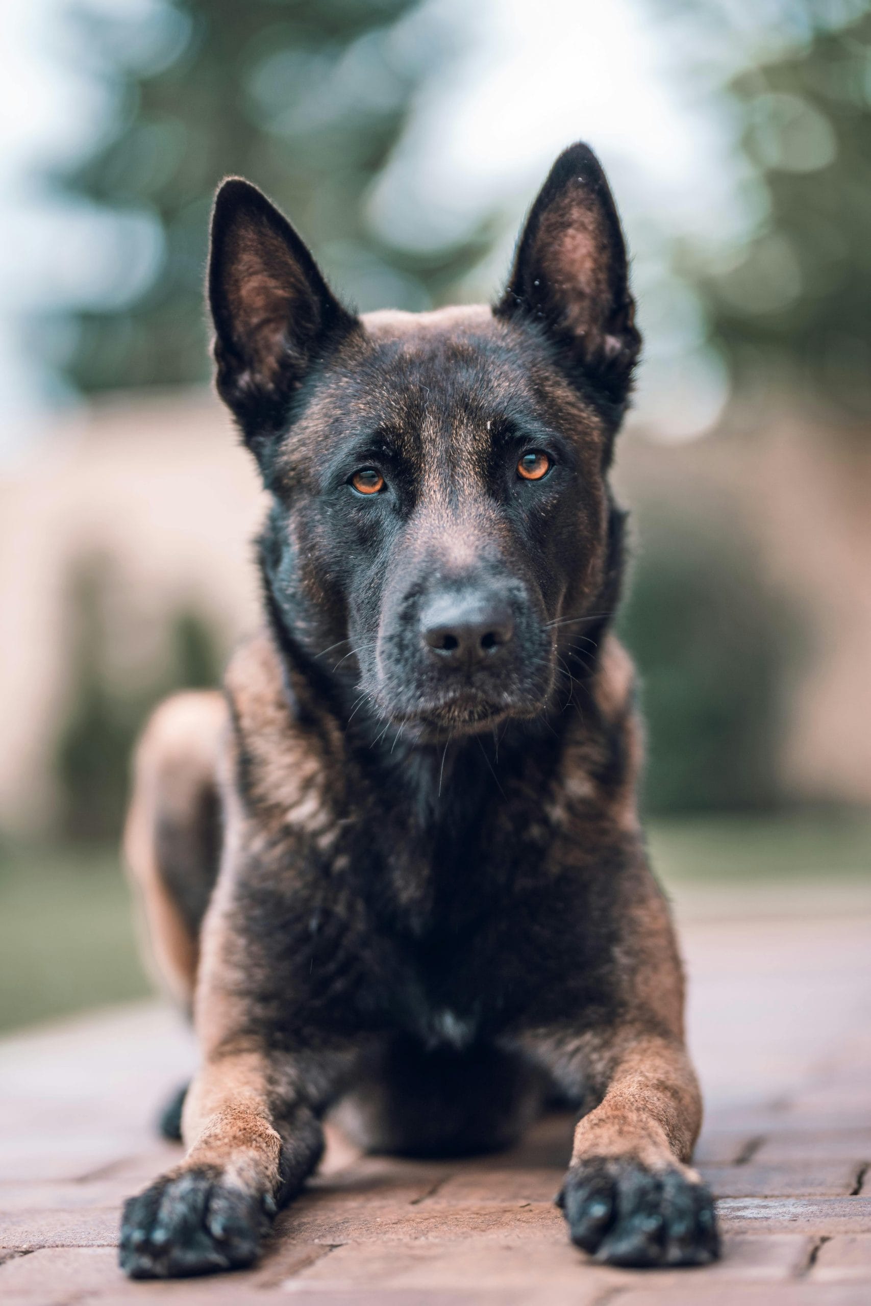Top Guard Dog Breeds for Families: A Comprehensive Guide - PetPress