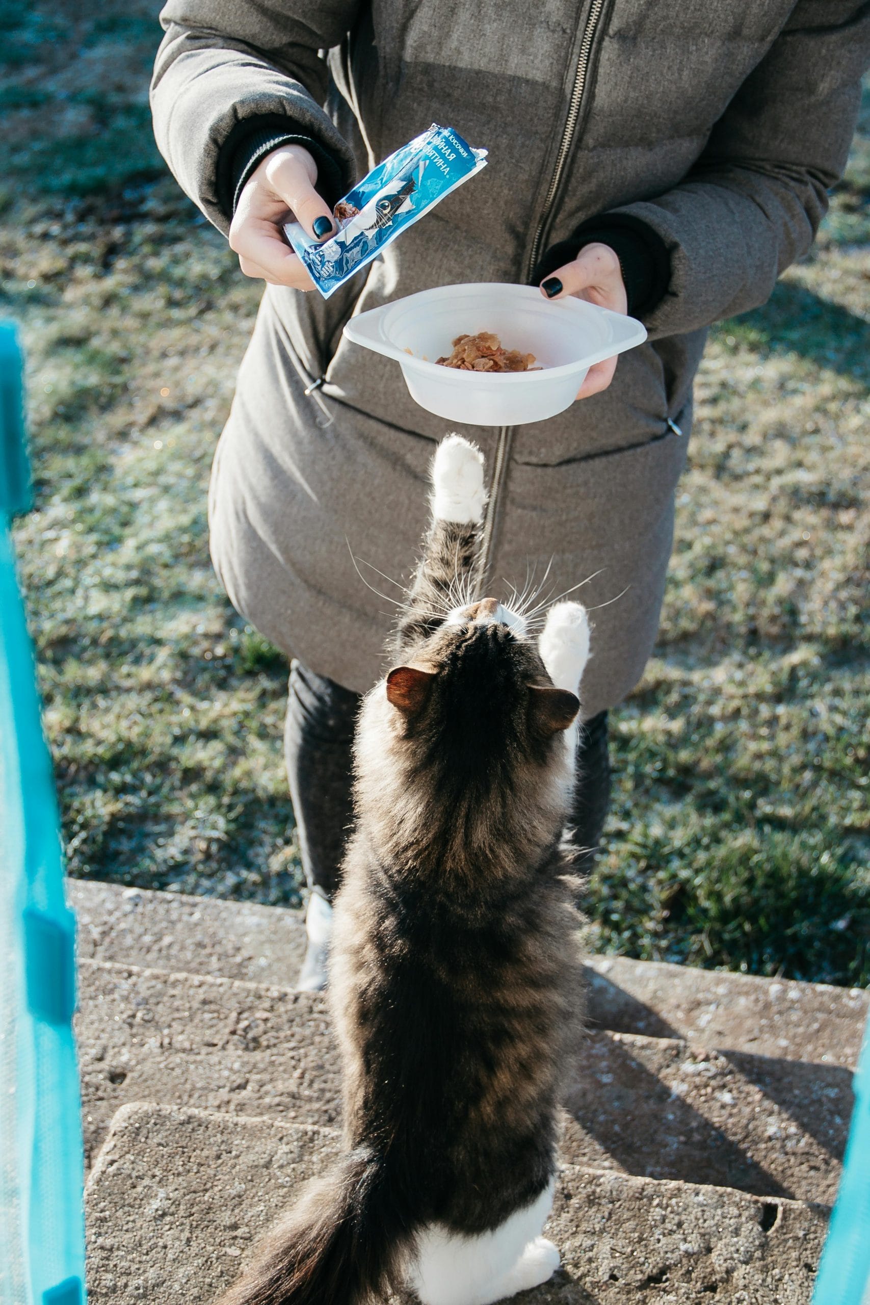 Healthy Snacks for Cats: Nutritious for Your Feline Friend - PetPress