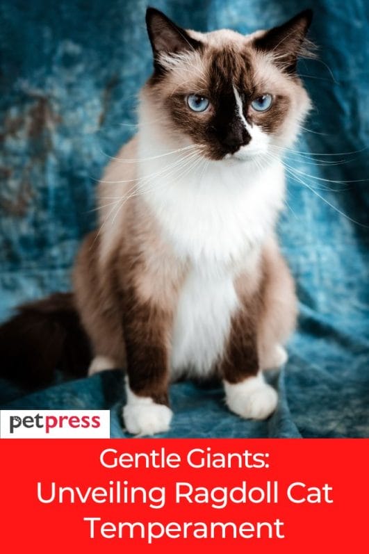 Gentle Giants: Unveiling Ragdoll Cat Temperament