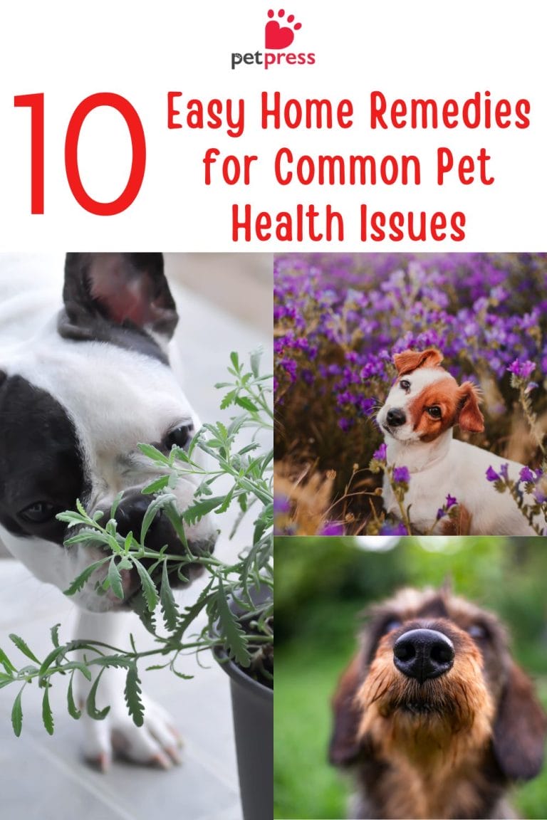 10 Easy Home Remedies for Common Pet Health Issues - PetPress