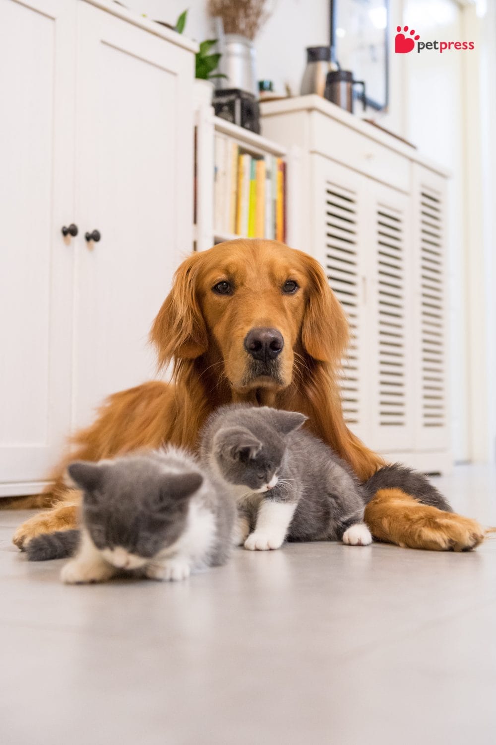 10 Easy Home Remedies for Common Pet Health Issues - PetPress