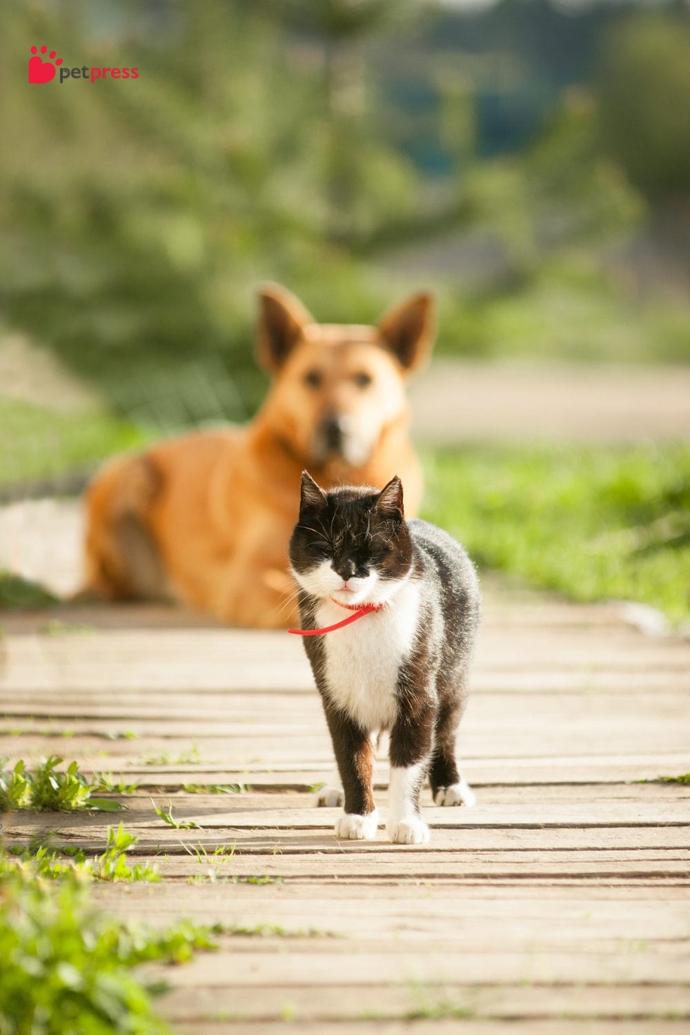 10 Easy Home Remedies for Common Pet Health Issues - PetPress