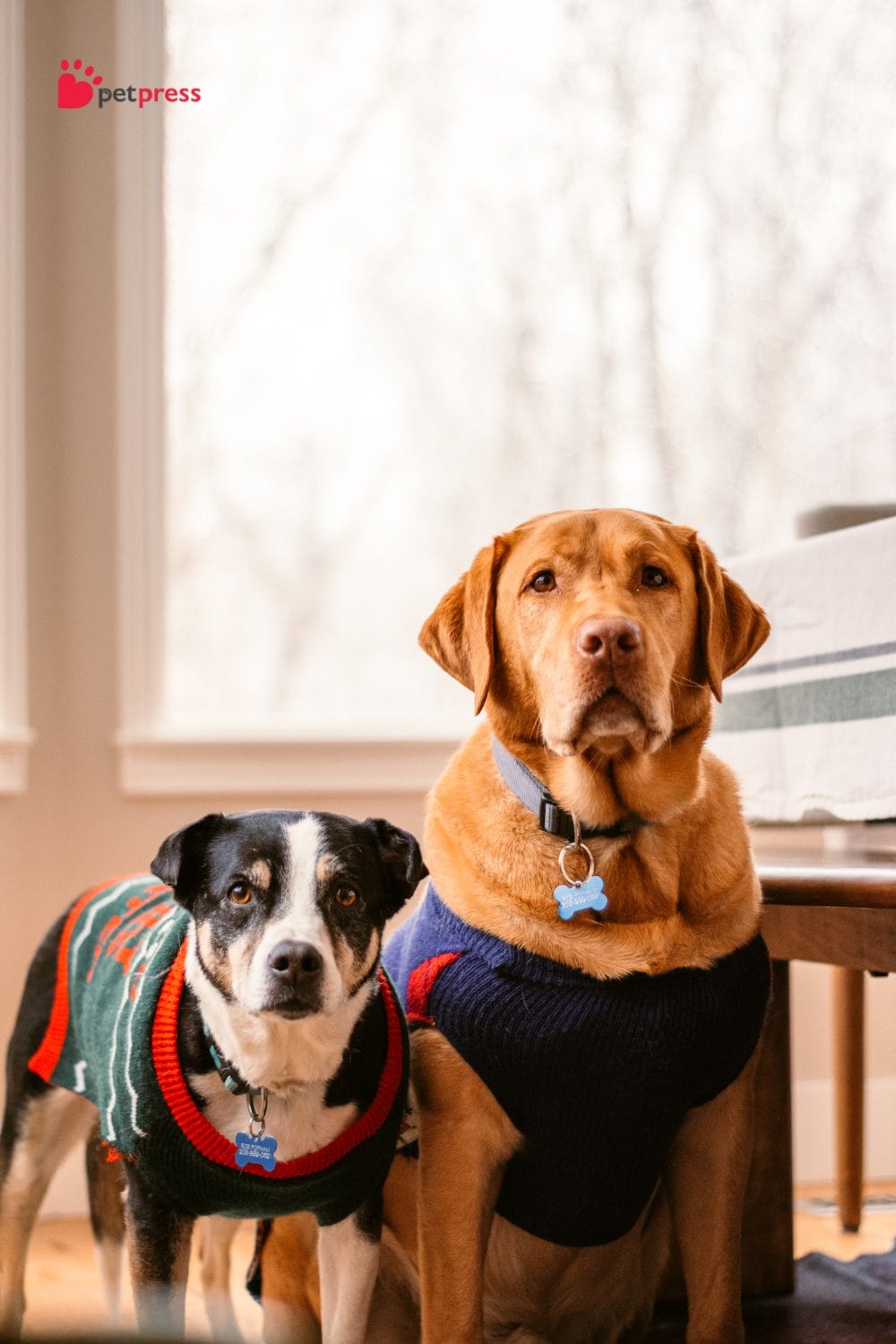 10 Easy Home Remedies for Common Pet Health Issues - PetPress