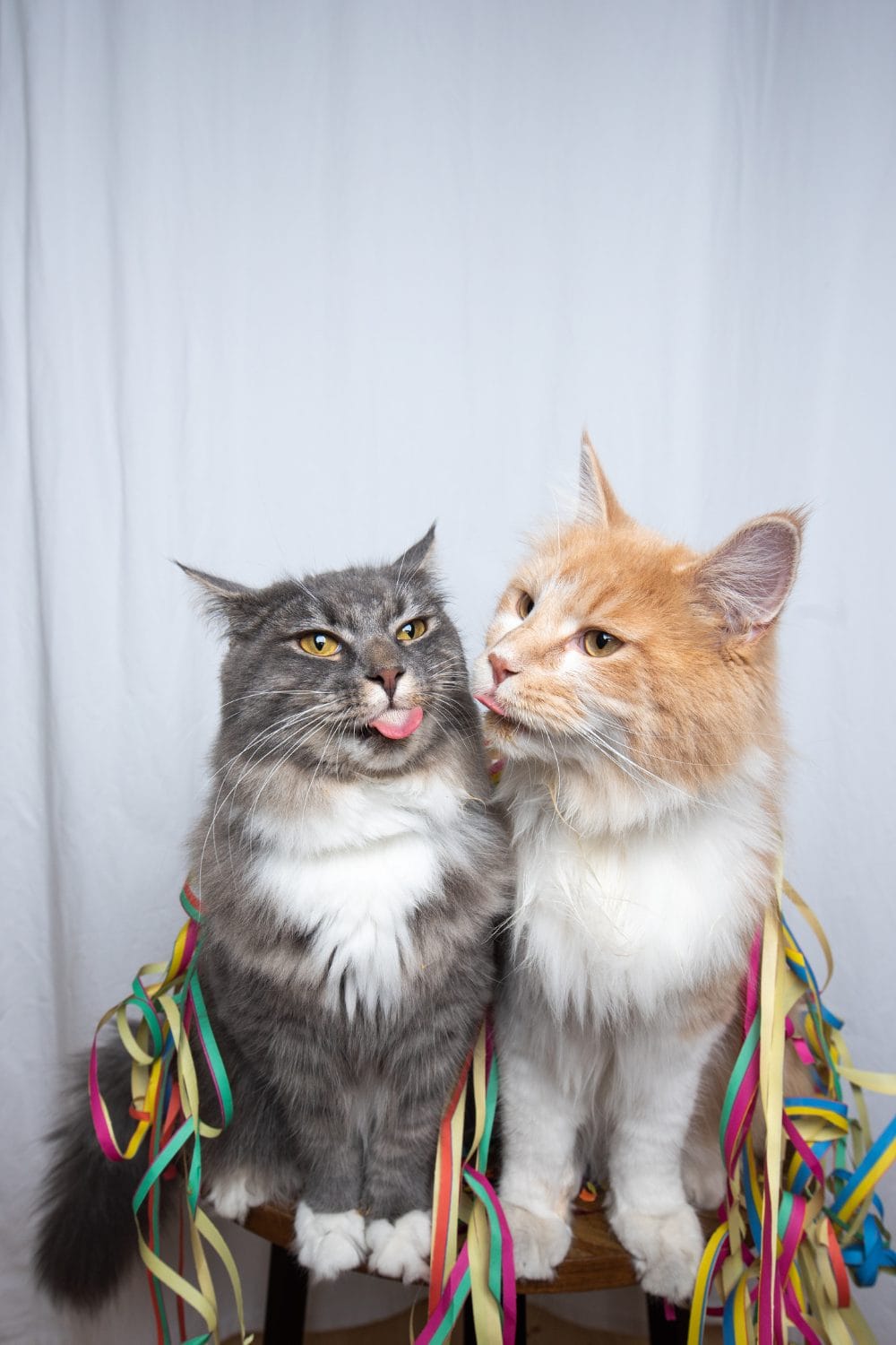 10 Fun Ideas for Celebrating Your Pet's Birthday - PetPress