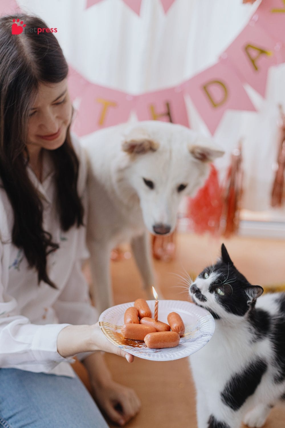 10 Fun Ideas for Celebrating Your Pet's Birthday - PetPress