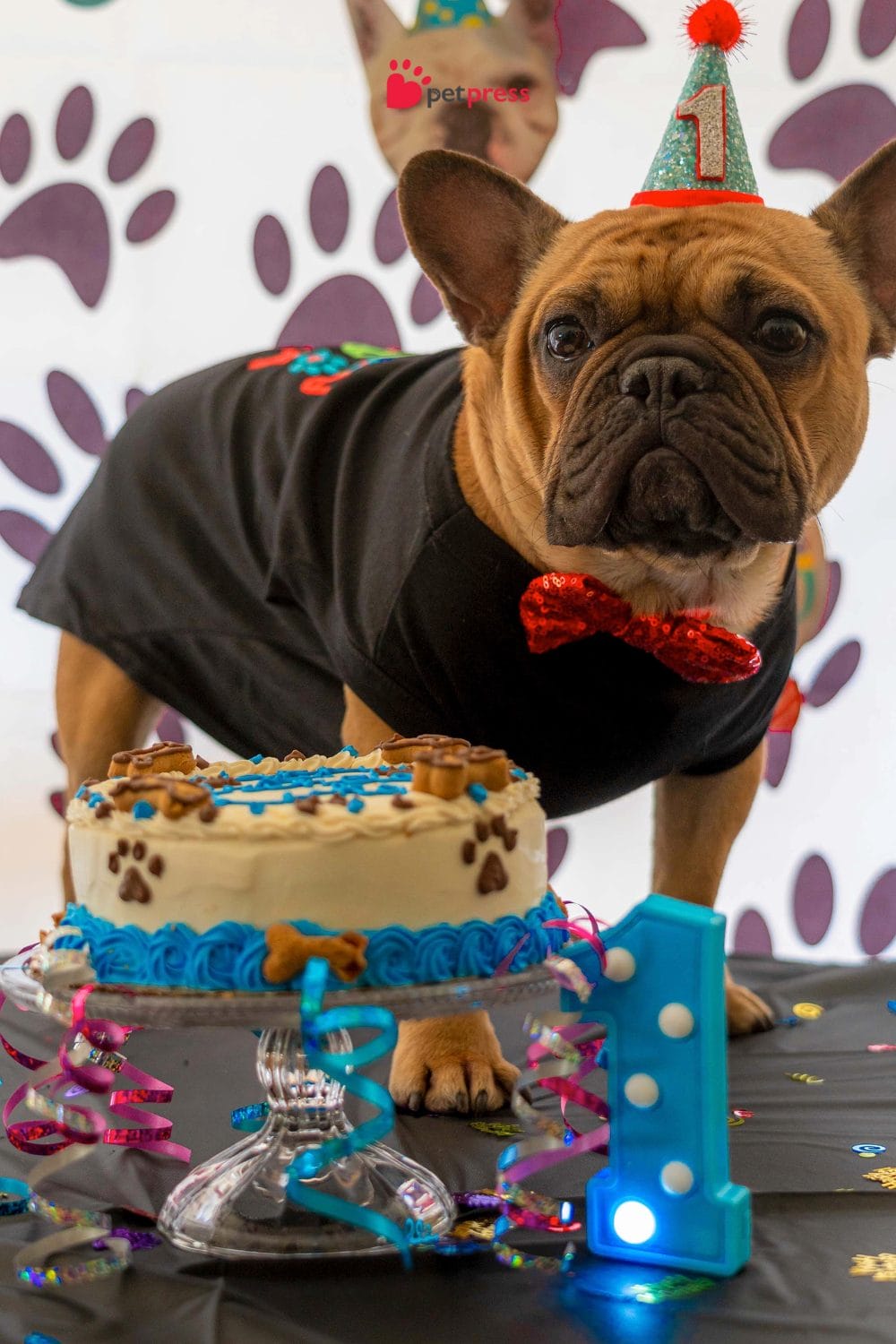 10 Fun Ideas for Celebrating Your Pet's Birthday - PetPress