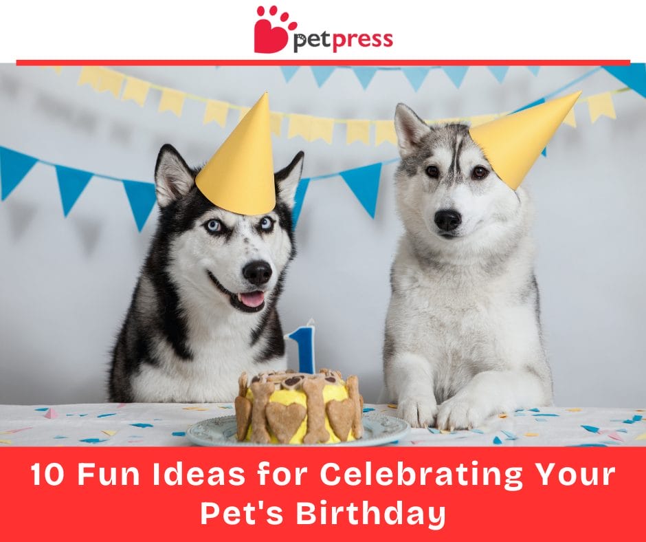 10 Fun Ideas for Celebrating Your Pet's Birthday - PetPress