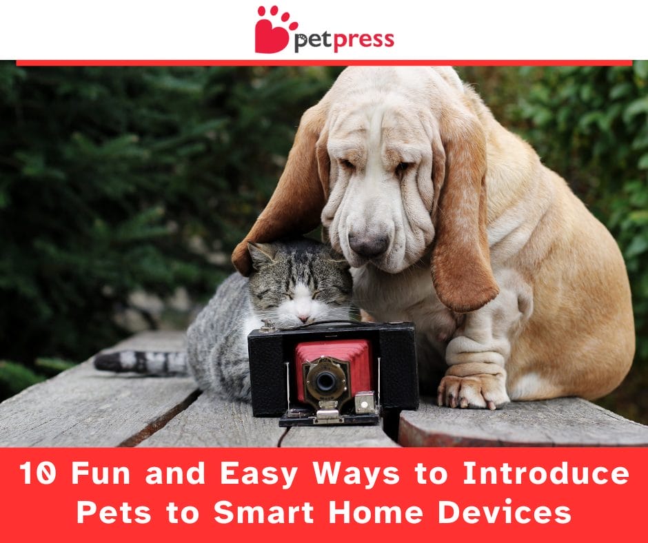 10 Fun and Easy Ways to Introduce Pets to Smart Home Devices - PetPress