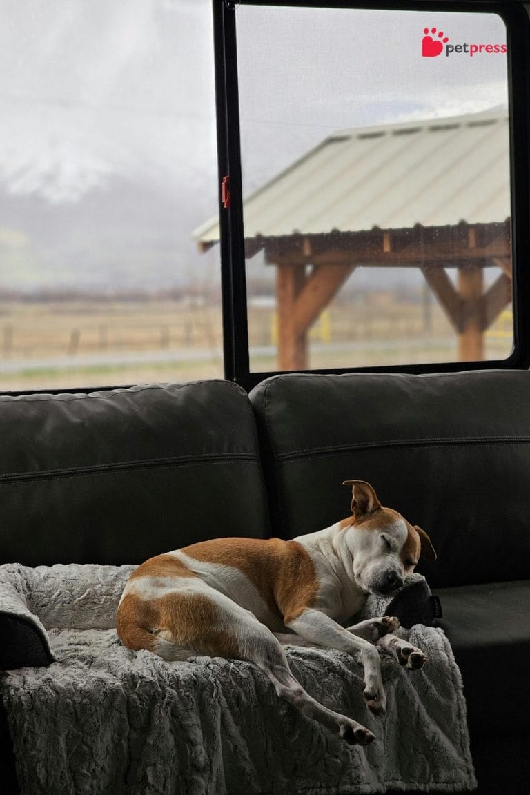 12 Essential Tips for RV Trips with Pets - PetPress