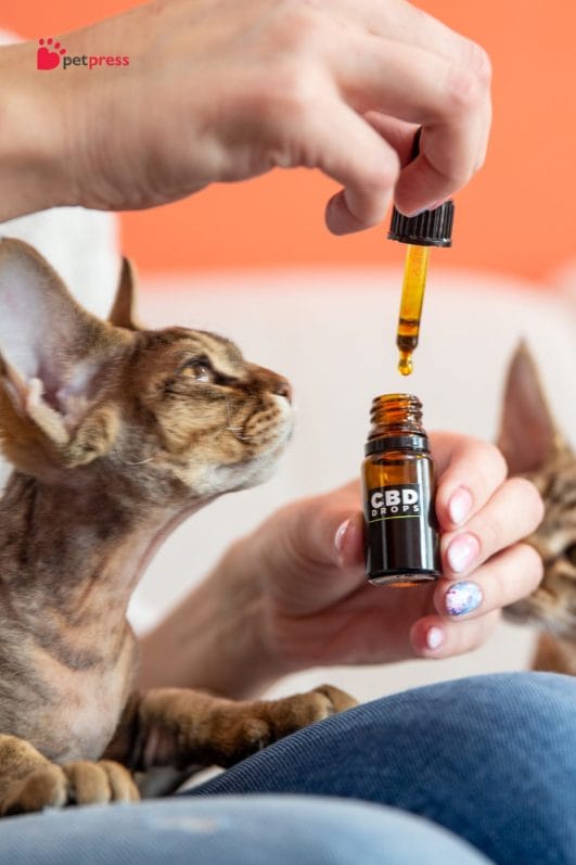 20 Safe Essential Oils That Pets Can Be Around - PetPress