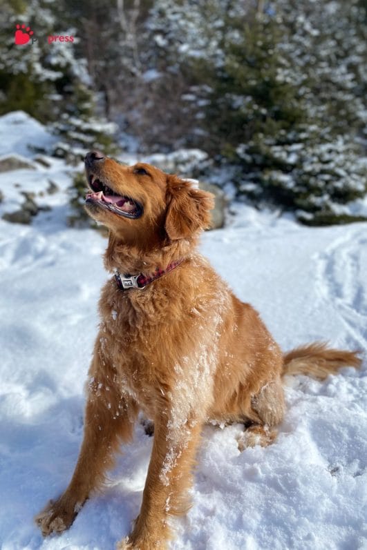 6 Best Safety Tips for Pets During Extreme Weather Conditions - PetPress