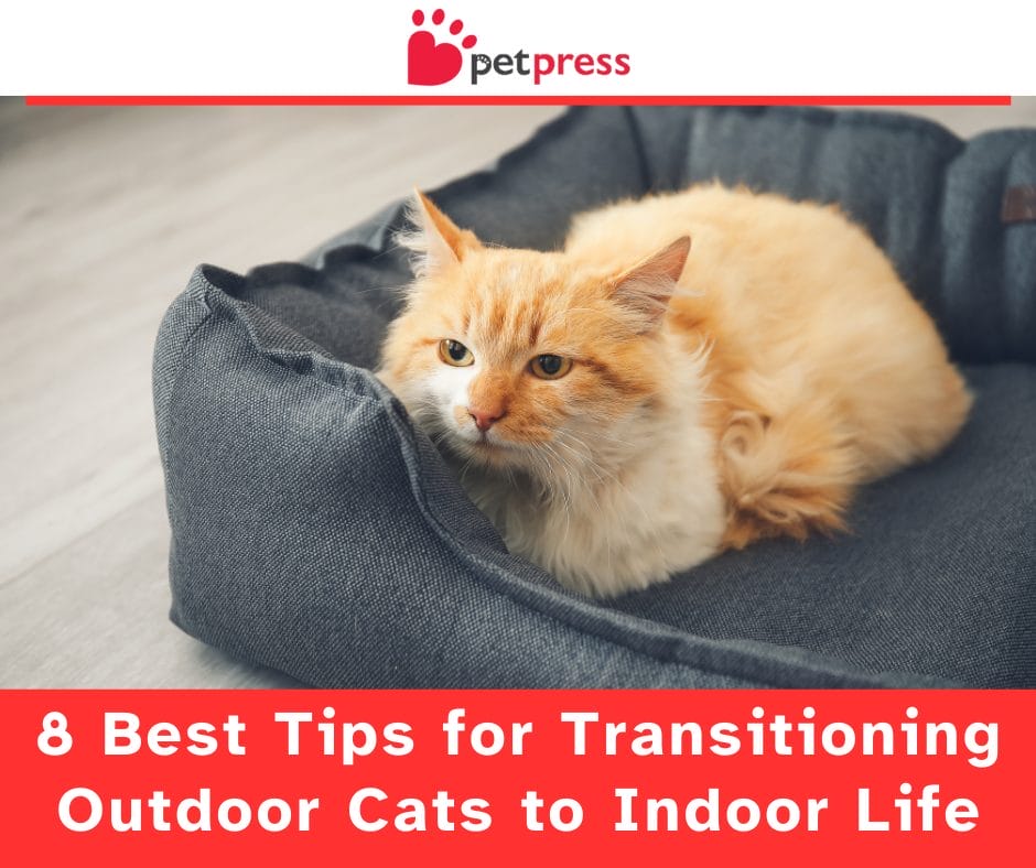 7 Best Indoor House Cats: All About Popular House Cat Breeds