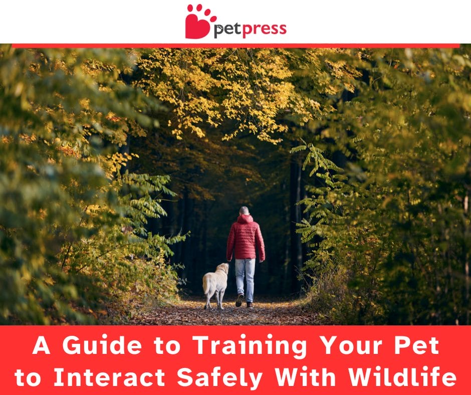 A Guide to Training Your Pet to Interact Safely With Wildlife - PetPress