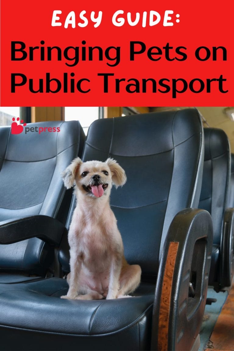 Easy Guide: Bringing Pets on Public Transport - PetPress