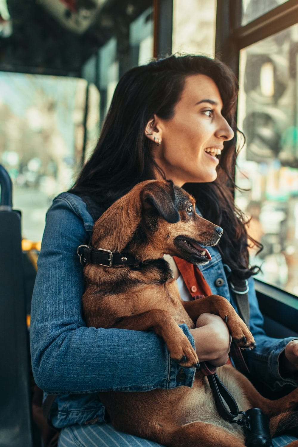 Easy Guide: Bringing Pets on Public Transport - PetPress