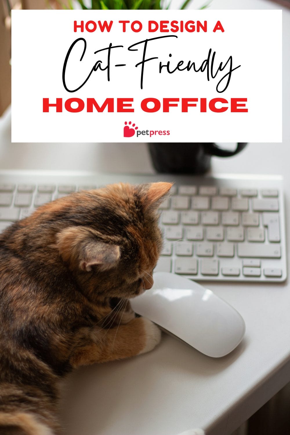 How to Design a Cat-Friendly Home Office: Easy Ways! - PetPress