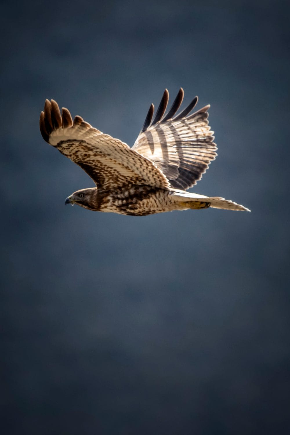 Clipping Wings on Pet Birds: Is It Safe? - PetPress