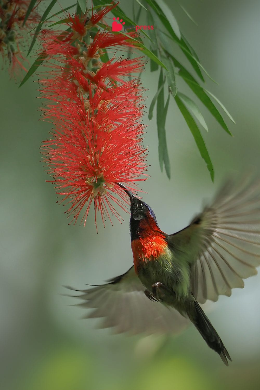 Clipping Wings on Pet Birds: Is It Safe? - PetPress