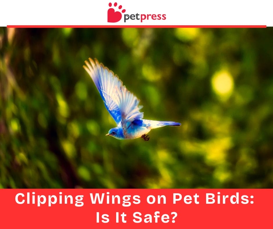 Clipping Wings on Pet Birds: Is It Safe? - PetPress