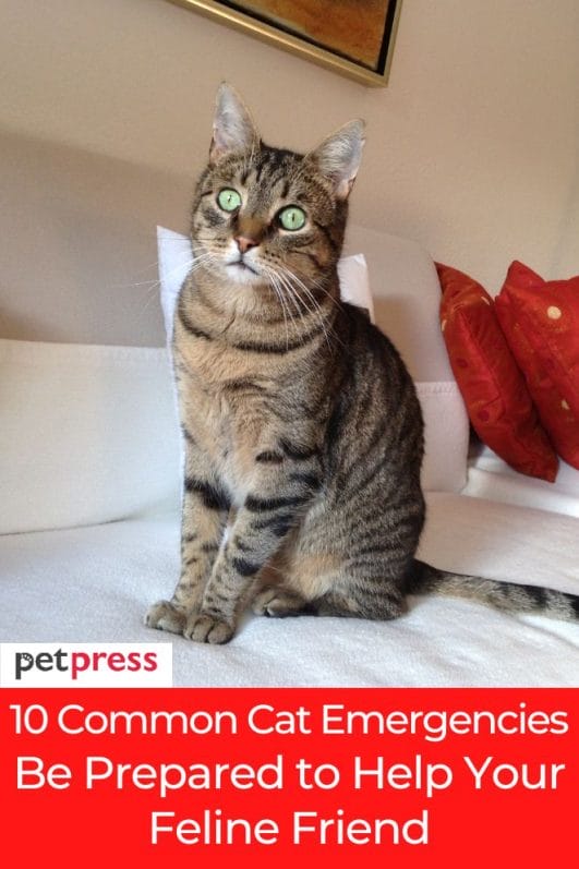 10 Common Cat Emergencies: Be Prepared to Help Your Feline Friend