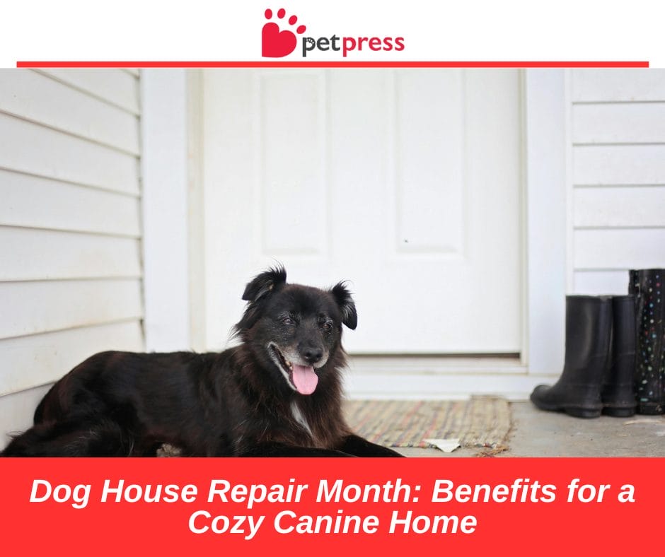 Dog House Repair Month: Benefits for a Cozy Canine Home - PetPress