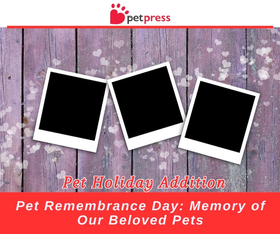 Pet Remembrance Day: Memory of Our Beloved Pets - PetPress
