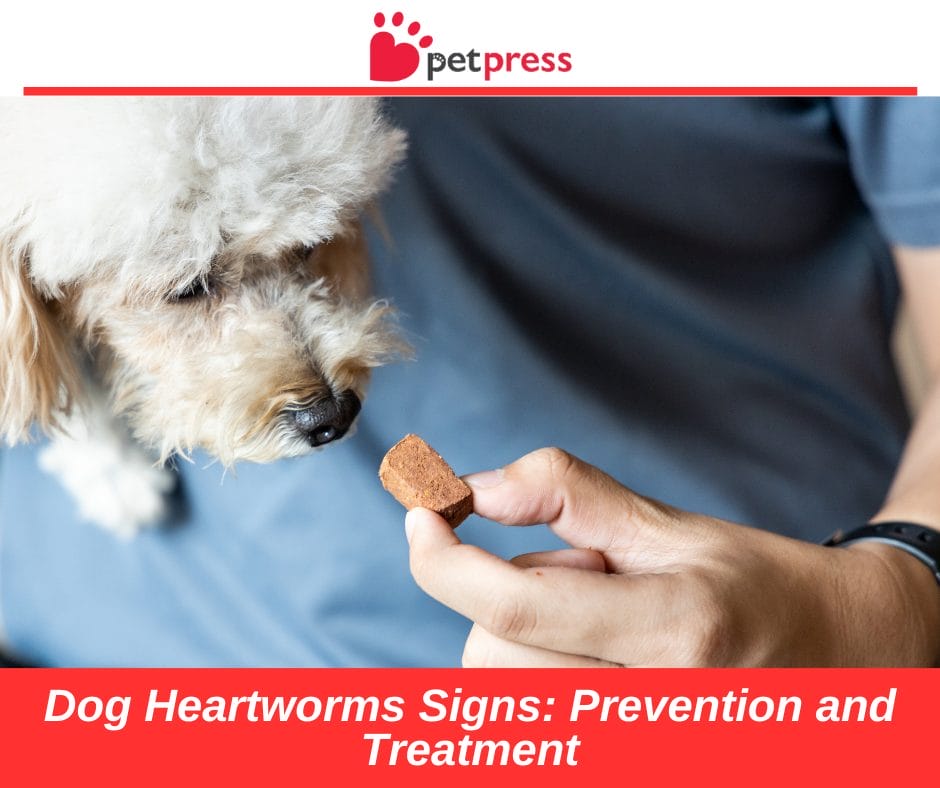 Dog Heartworms Signs: Prevention and Treatment - PetPress