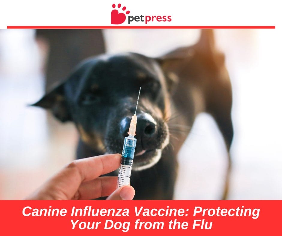 Canine Influenza Vaccine: Protecting Your Dog from the Flu - PetPress