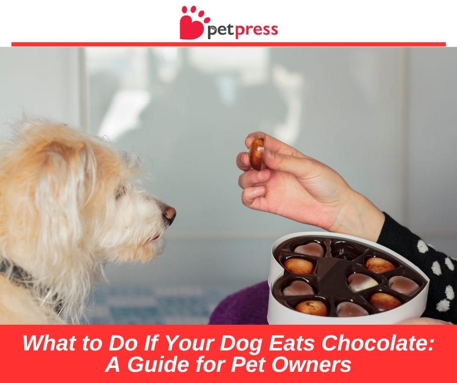What to Do If Your Dog Eats Chocolate: A Guide for Pet Owners - PetPress