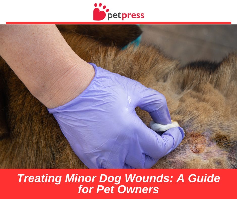 Treating Minor Dog Wounds: A Guide for Pet Owners - PetPress