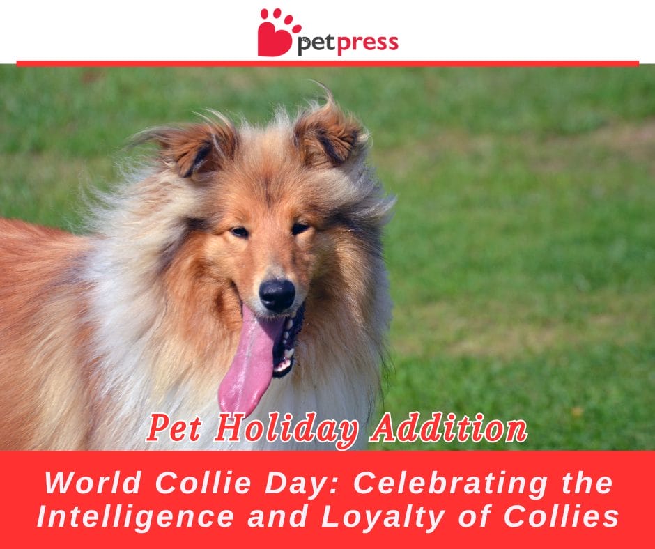 World Collie Day: Celebrating the Intelligence and Loyalty of Collies ...