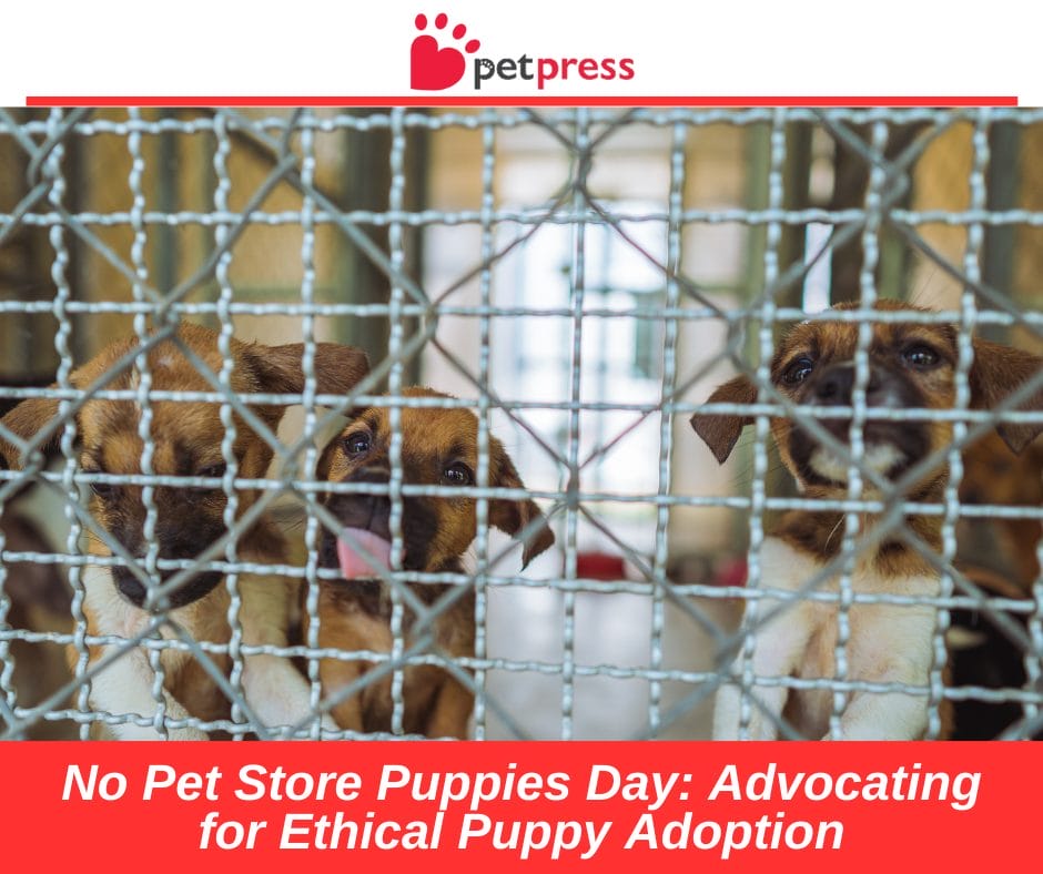 No Pet Store Puppies Day: Advocating for Ethical Puppy Adoption - PetPress