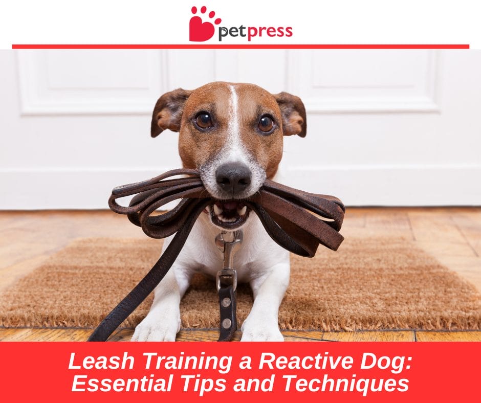 Leash Training a Reactive Dog: Essential Tips and Techniques - PetPress