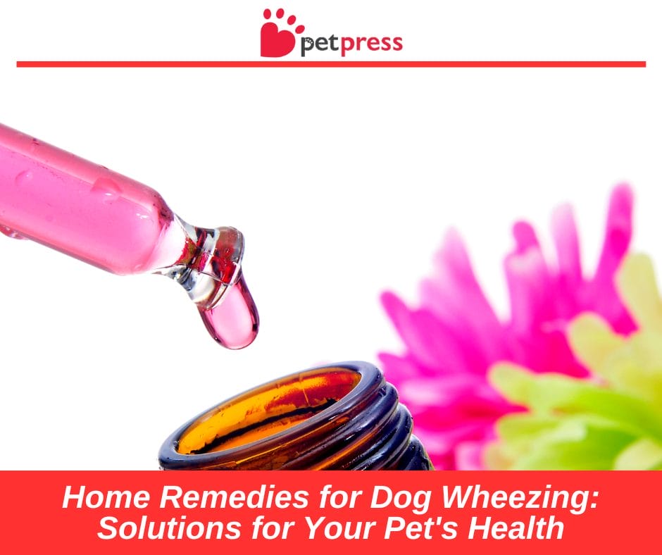 Home Remedies for Dog Wheezing: Solutions for Your Pet's Health - PetPress