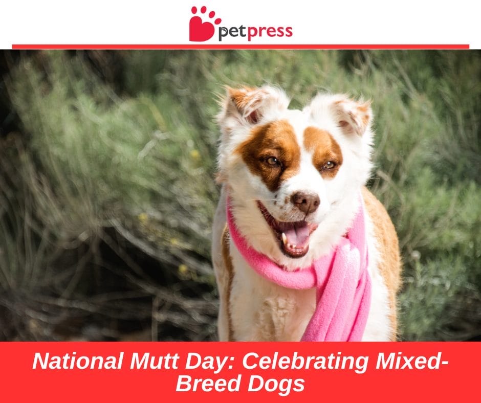 National Mutt Day: Celebrating Mixed-Breed Dogs - PetPress