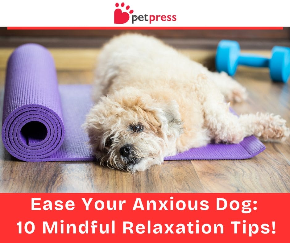Ease Your Anxious Dog: 10 Mindful Relaxation Tips - PetPress
