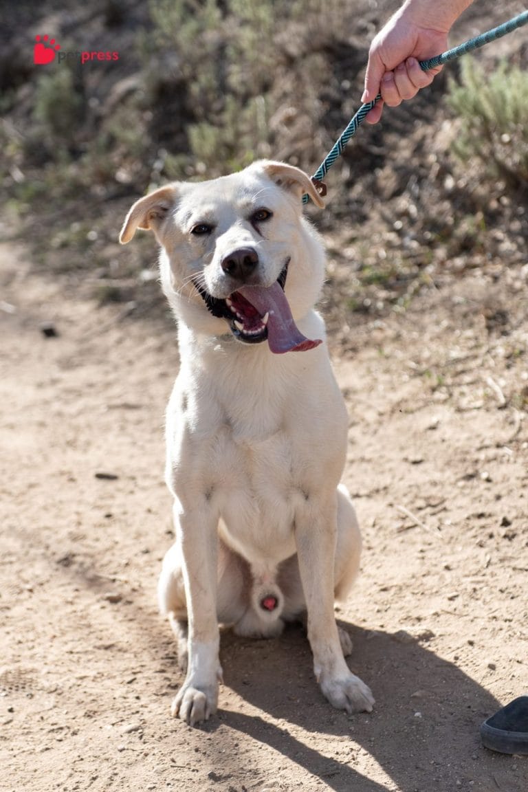 Ease Your Anxious Dog: 10 Mindful Relaxation Tips - PetPress