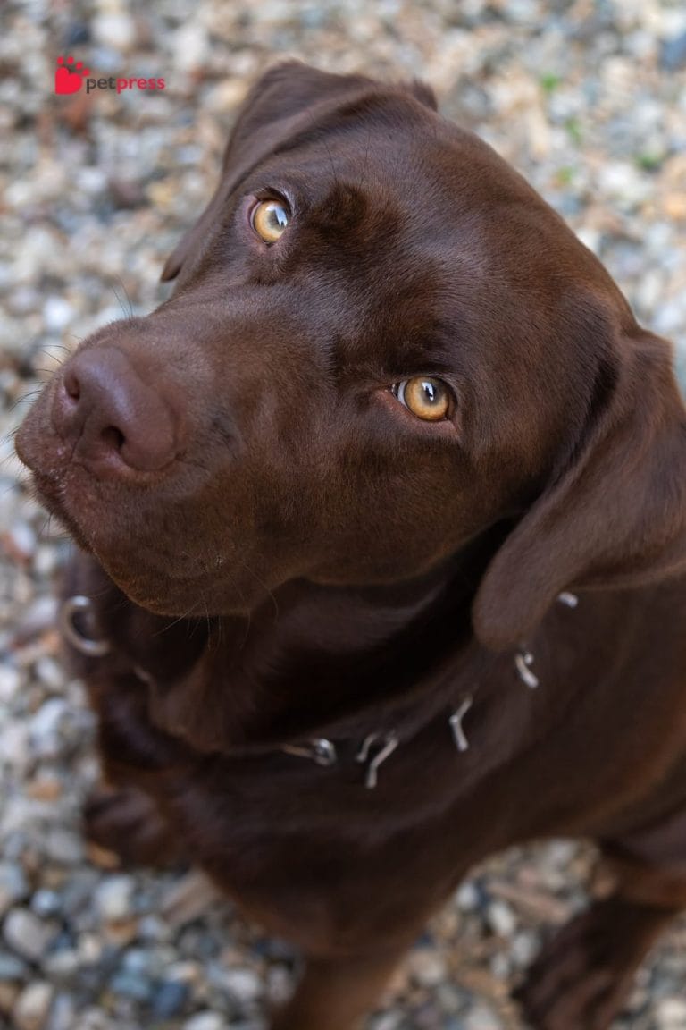 Ease Your Anxious Dog: 10 Mindful Relaxation Tips - PetPress