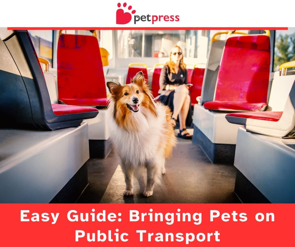 Easy Guide: Bringing Pets on Public Transport - PetPress