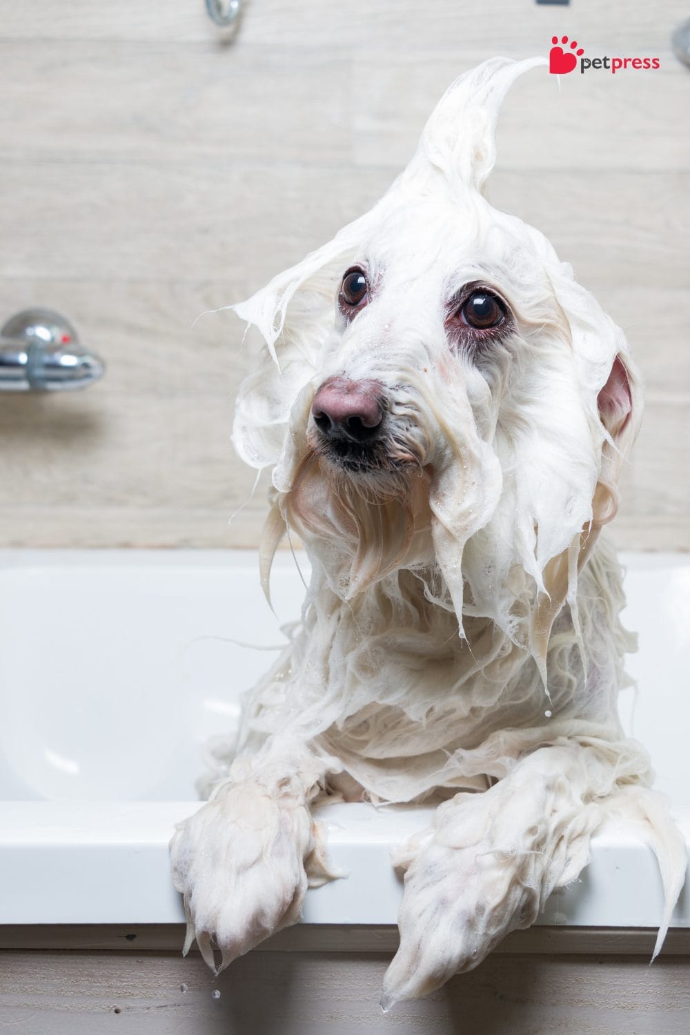 How to Make Homemade Eco-Friendly Pet Cleaning Products - PetPress