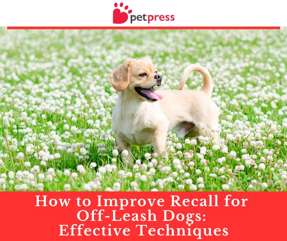 How to Improve Recall for Off-Leash Dogs: Effective Techniques - PetPress