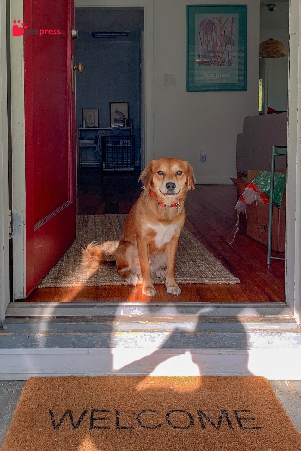 How to Prepare Your Pet for a Long-Distance Move - PetPress